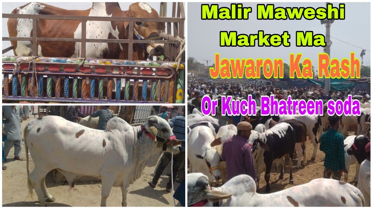 Malir Maweshi Market Ma Jawaron Ka Rash Or Kuch Bhatreen soda|# ...