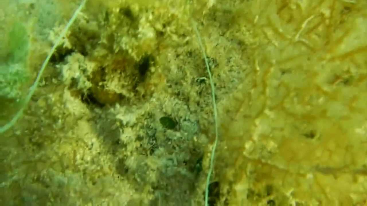 Medusa Worm Filmed by Namaste' Sailing in Key West (Florida Keys) - YouTube