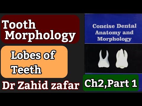 Part 1 Ch 2 lobes of teeth #toothmorphology - YouTube