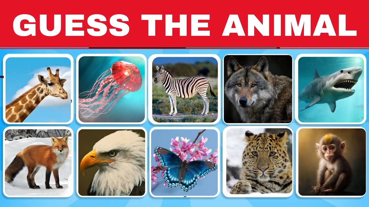 Guess the Animal! | Fun Guessing Game | Quiz - YouTube