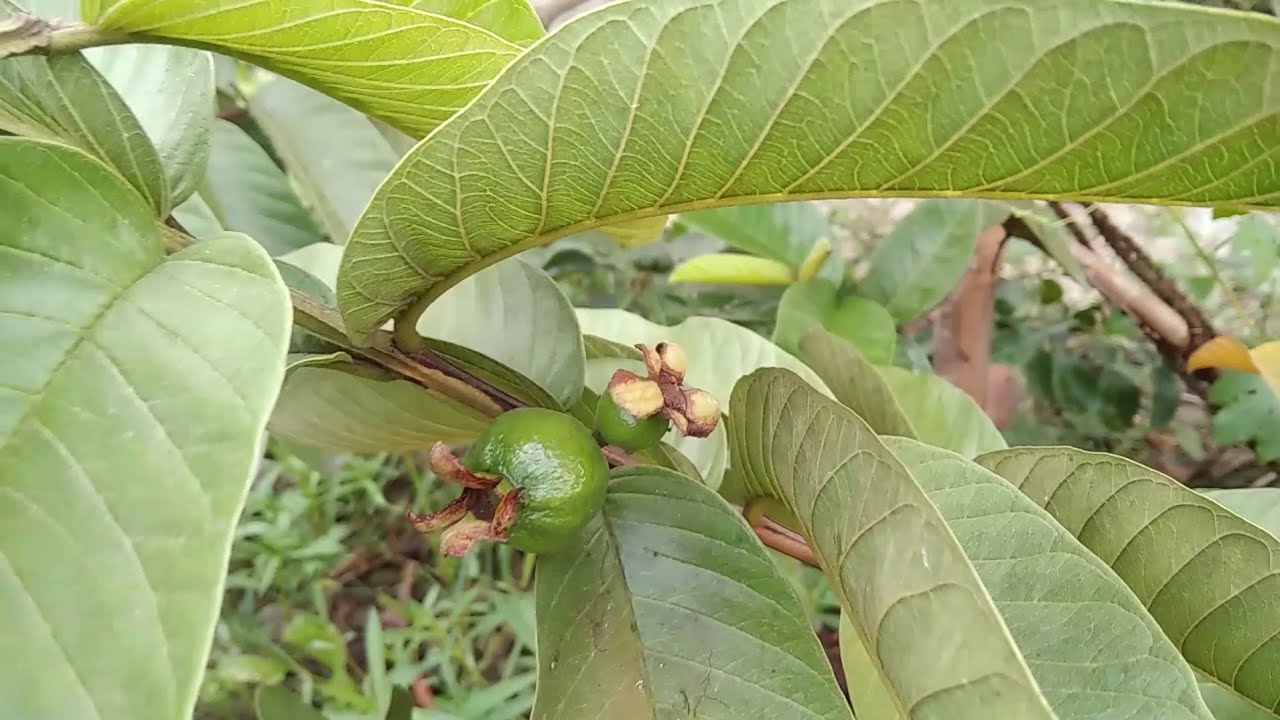 Fruit bagging of guava।। পেয়ারা প্যাকেট করন ।। Go Green ।। - YouTube