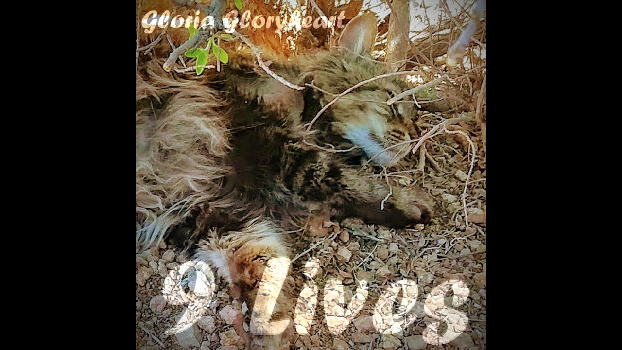 9 Lives | Original Song (lyrics in description) - YouTube