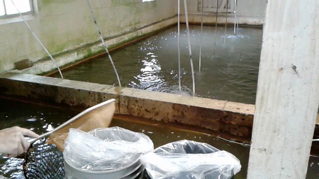 Stocking the pond 2019- the fish farm - YouTube
