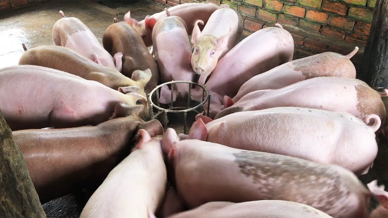Small pig farm at home | small business idea in rural areas ...