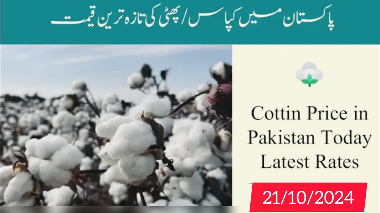 cotton rate today Punjab !! cotton rate today !! today cotton price ...