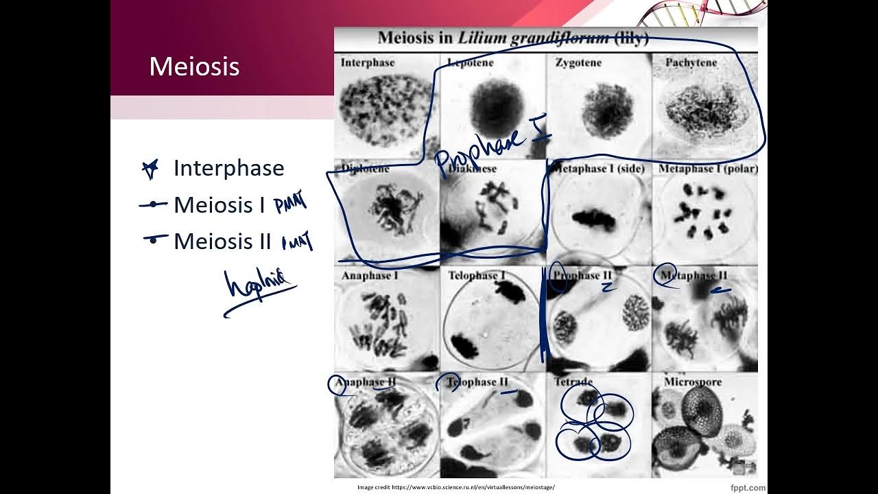 IB DP Biology Topic 3.3 Meiosis - YouTube