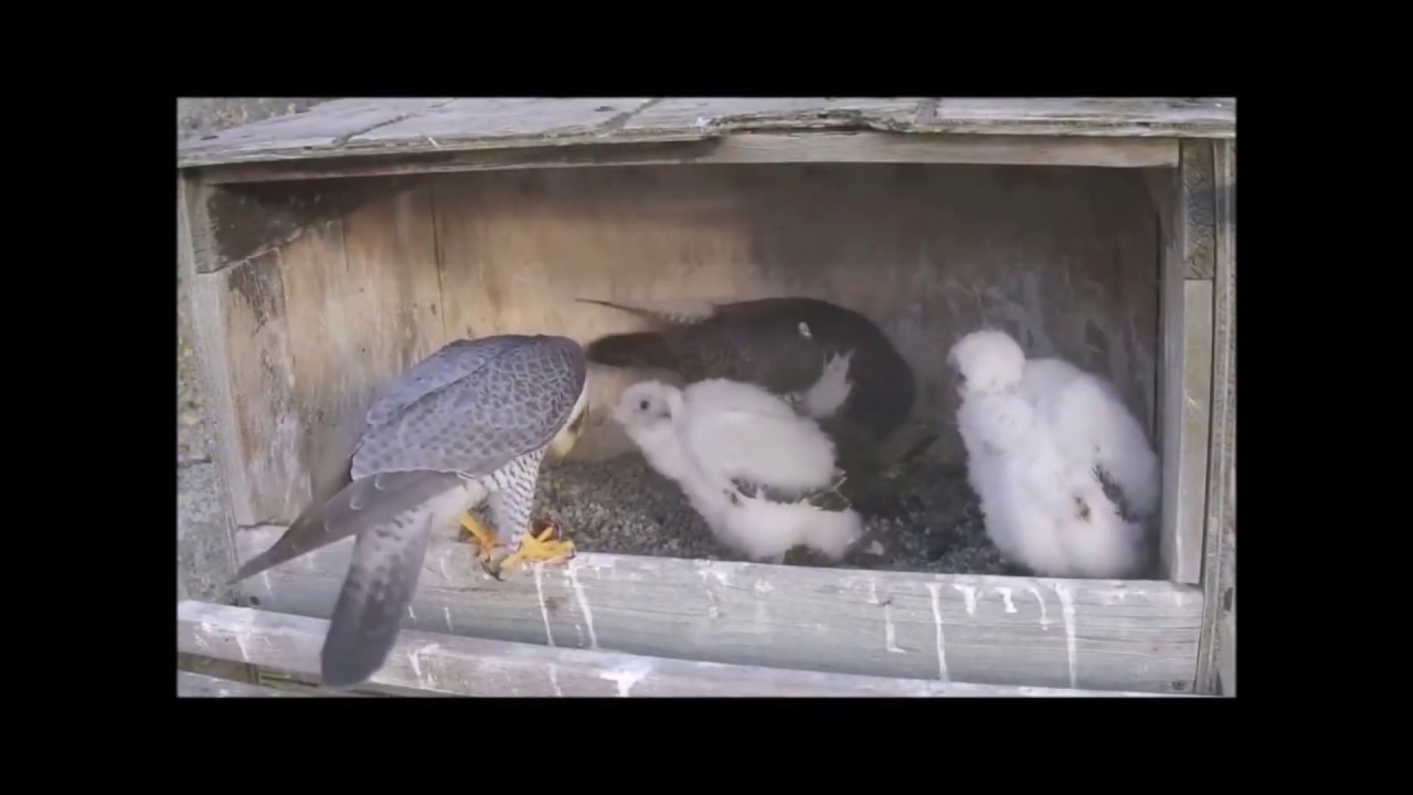 Peregrine falcon parenting & Decorah eaglet update - YouTube