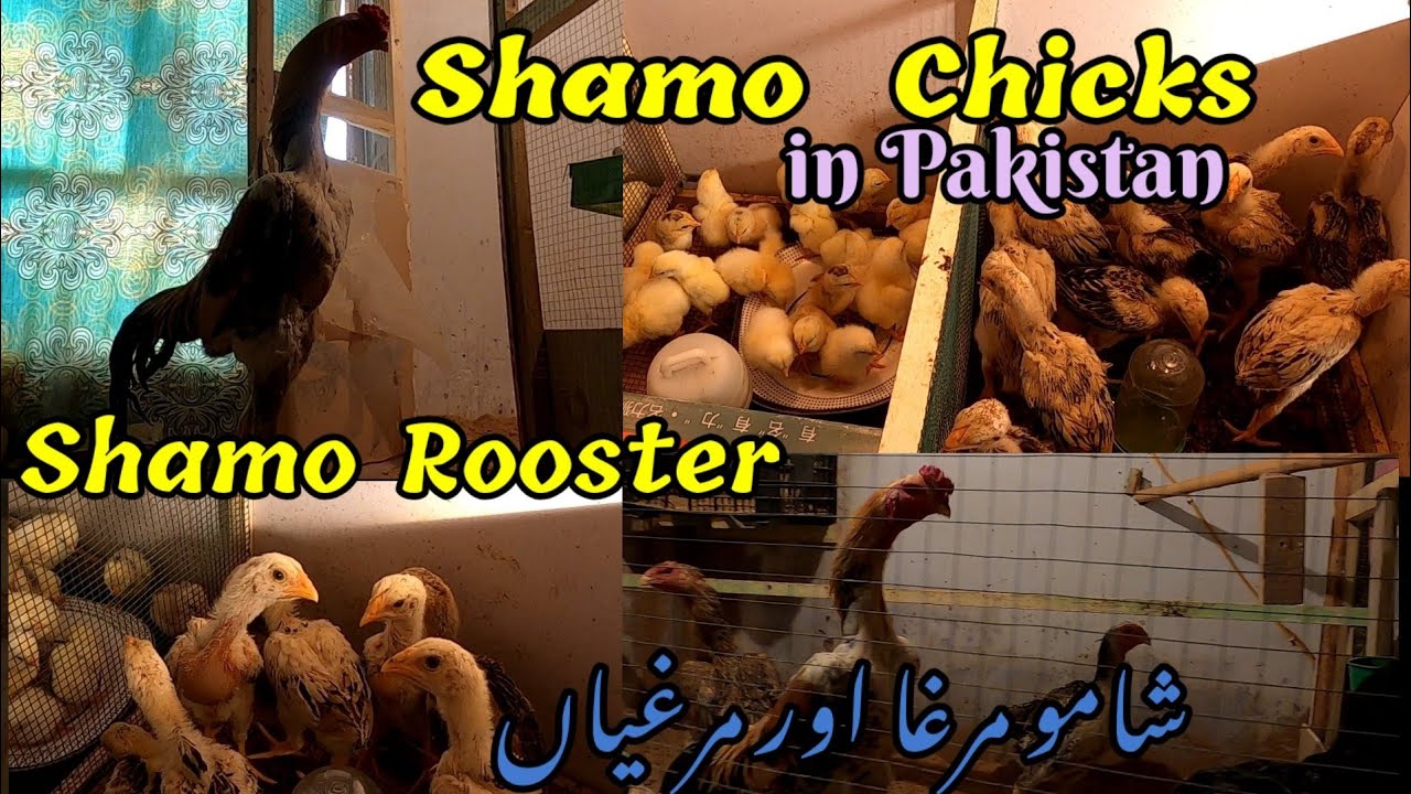 Shamo Chicks in Pakistan | Shamo Chicken Farm & Shamo Breeding | Shamo ...
