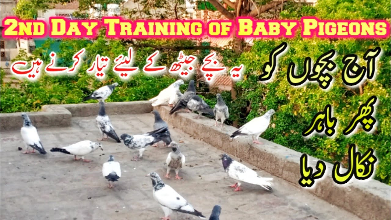 2nd Day Pigeons Training || Baby Pigeons | #highflyingpigeonclub # ...