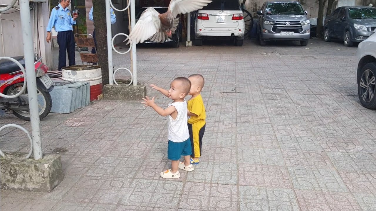 em bé đi bắt chim #behocdongvat #batchim #conchim #sothu - YouTube