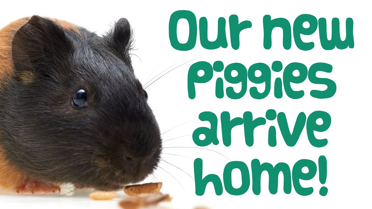 3 New Guinea Pigs ARRIVE HOME! | Getting New Guinea Pigs | Guinea ...