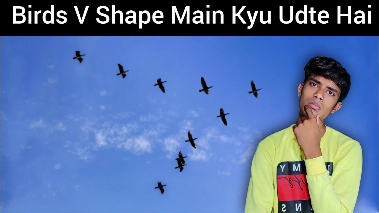 Hamesha Birds V Shape Mein Hi Kyu Udti Hai | पंछी v शेप में क्यों उडते ...