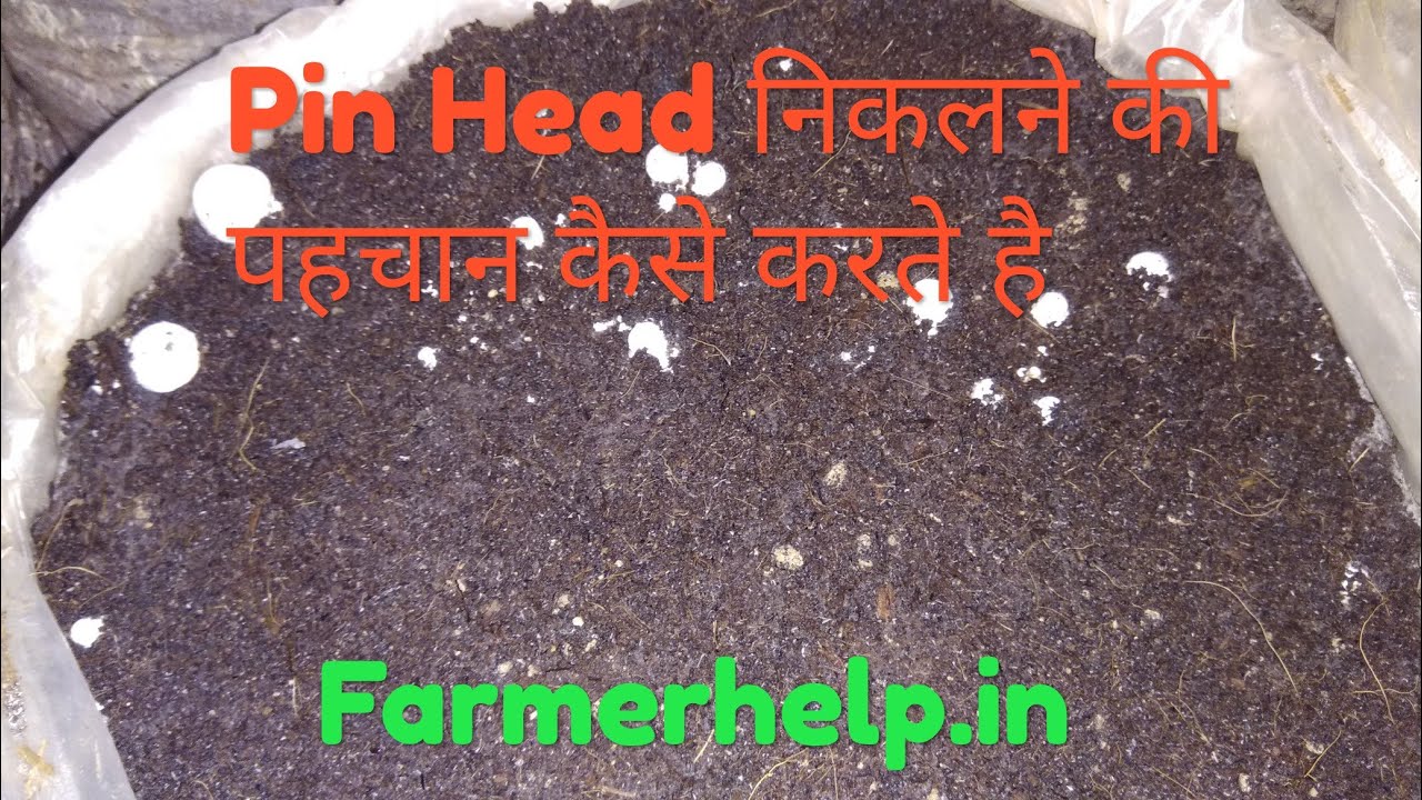 Button Mushroom Cultivation: 20 Days After Casing | Important ...