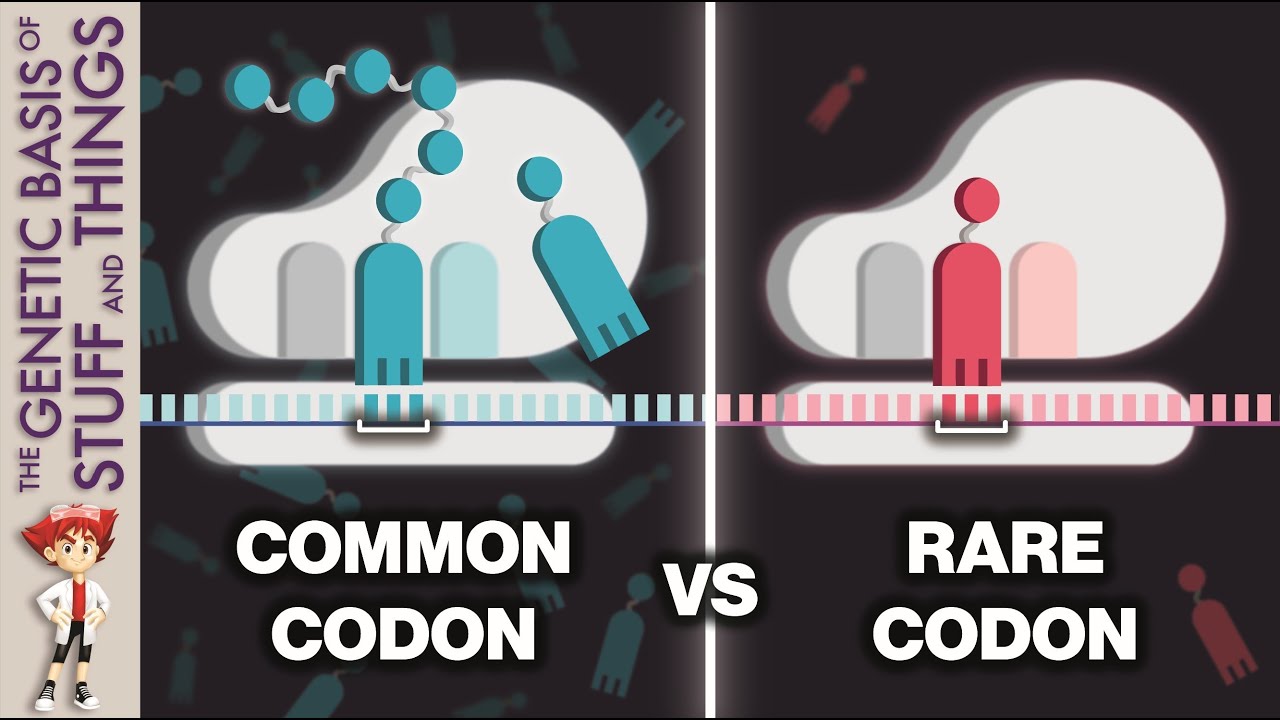 How codon usage sets the pace in the race to translate - YouTube