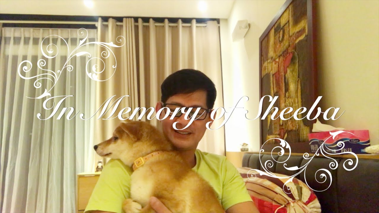 Vlog SMash-Up (In Memory of Sheeba) - YouTube