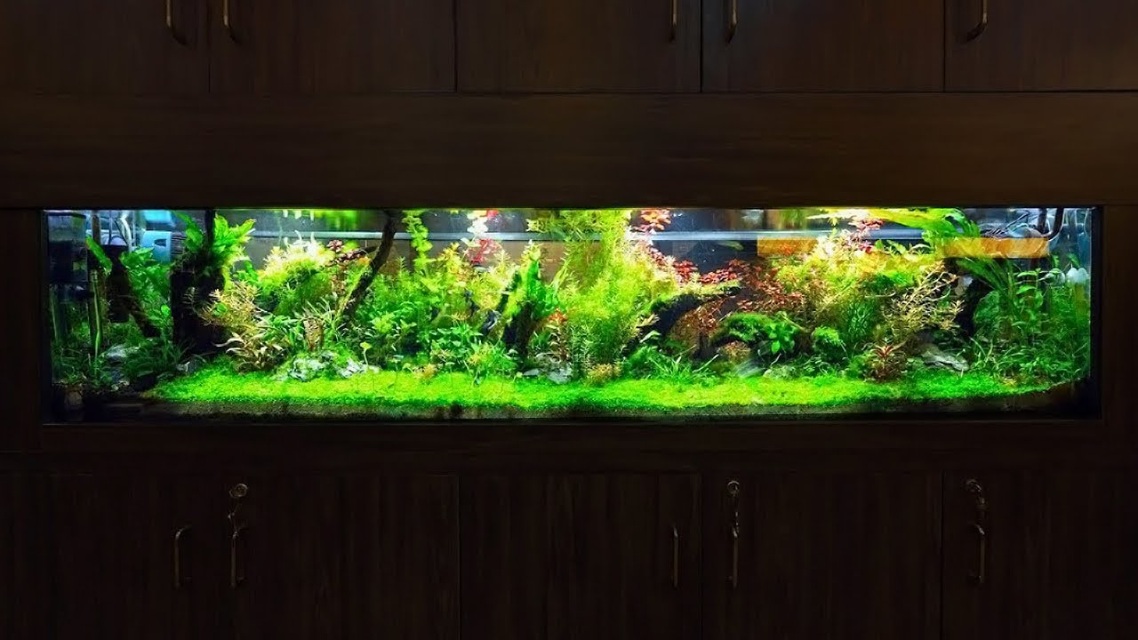 Step By Step Aquascaping Tutorial | Aquarium - YouTube
