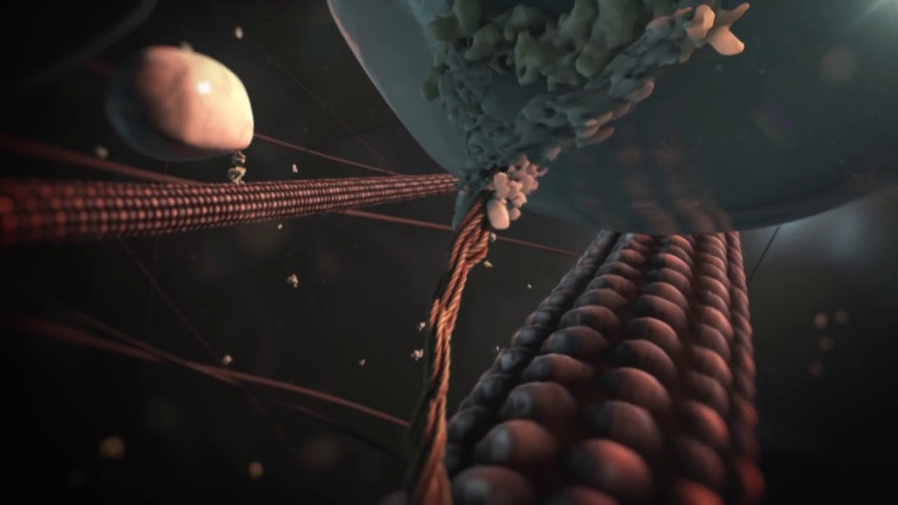 AMAZING!!! Transport inside the brain: The basic mechanisms of neuronal ...