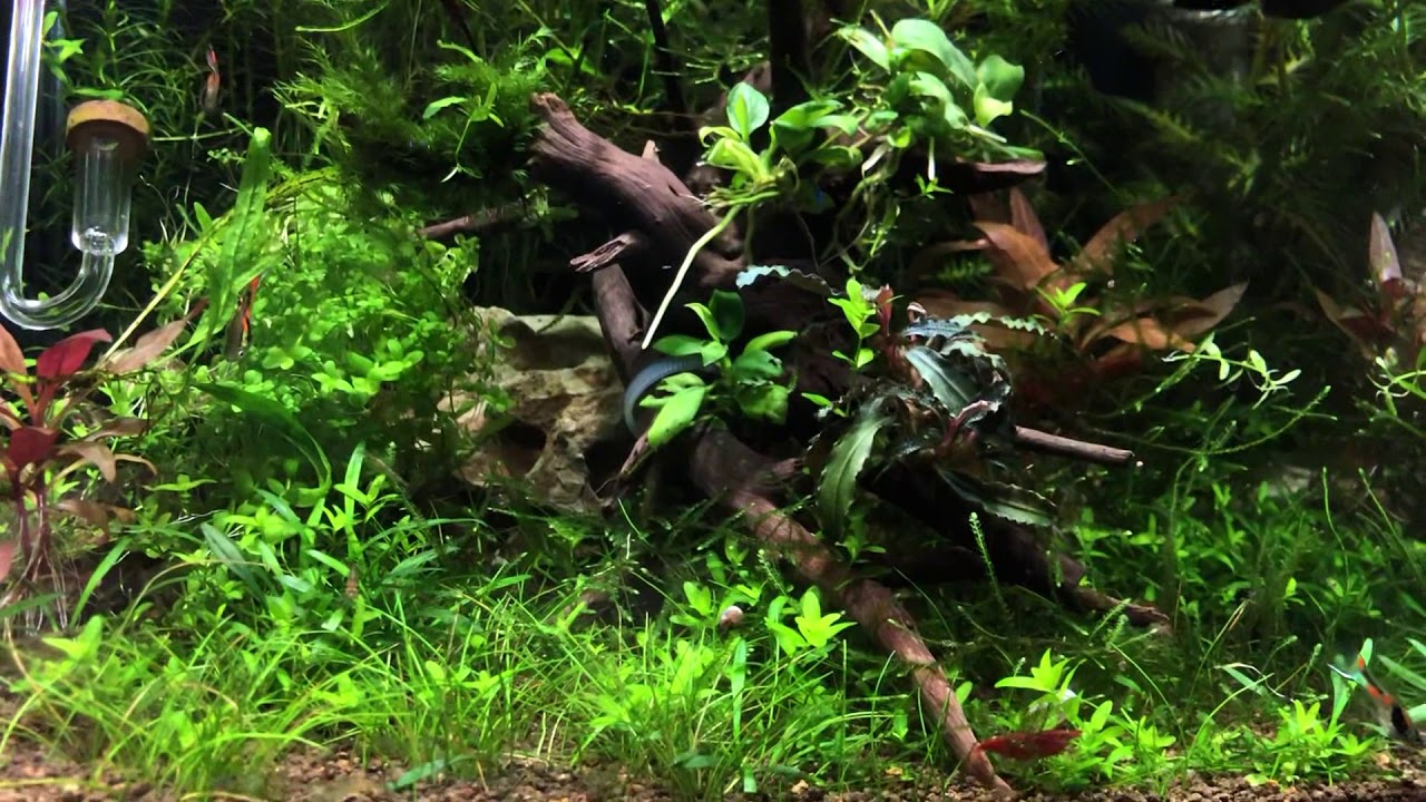 Aquarium Dennerle 20l - YouTube