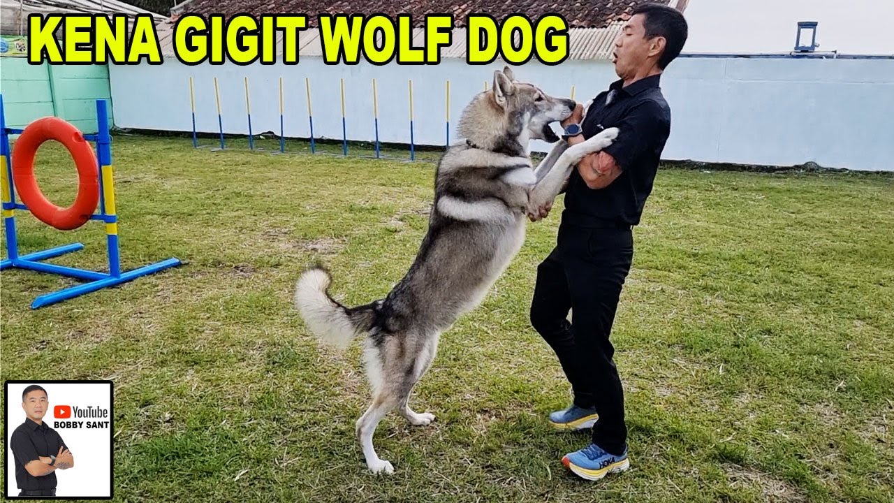 Kena Gigit Wolf Dog - Anjing Serigala Milik Alshad Ahmad - YouTube