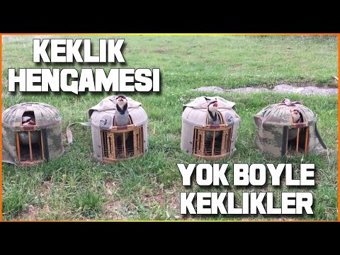 Keklik Sesi Muhteşem - Keklik Hengamesi - الحجل طائر - куропатка - partridge