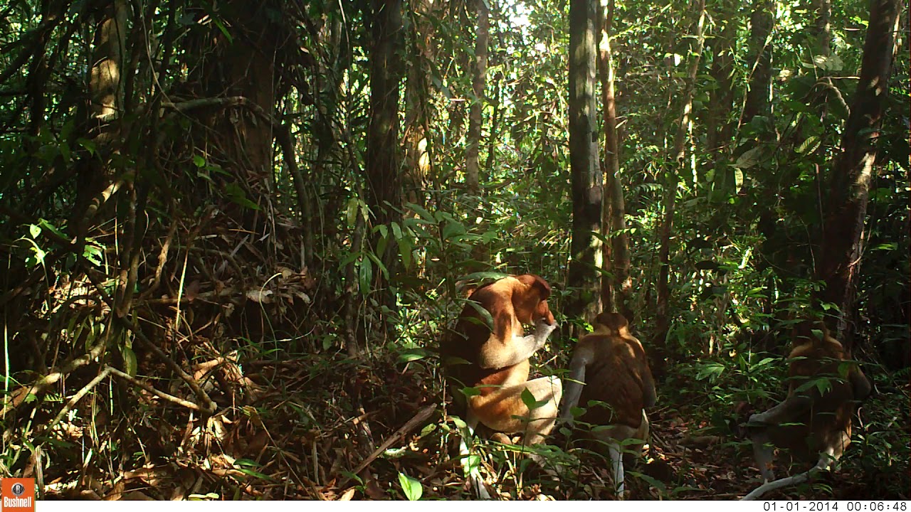 Camera trap footage Proboscis Monkey in Borneo rainforest - YouTube