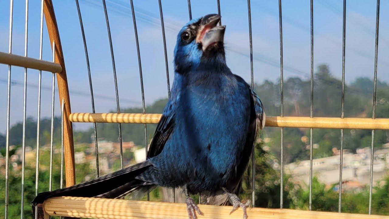 ESQUENTE seu AZULÃO Paraná com esse CANTO norte! - YouTube