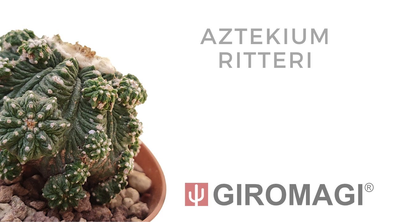 Aztekium ritteri - YouTube
