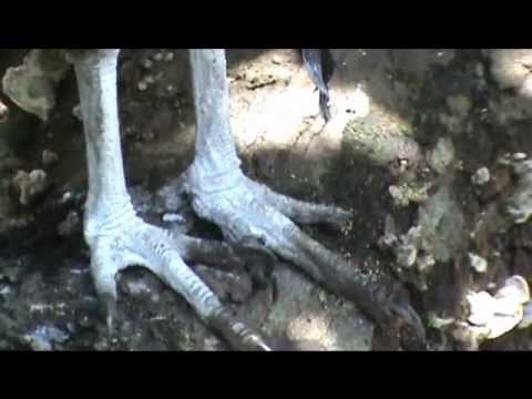 Black Vulture Talons feet - YouTube