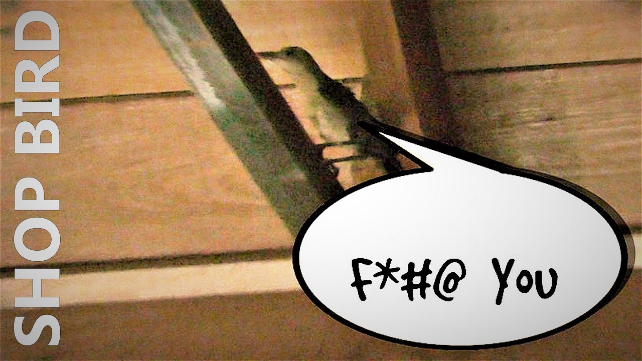 Millennial Birds won't Move Out! - YouTube