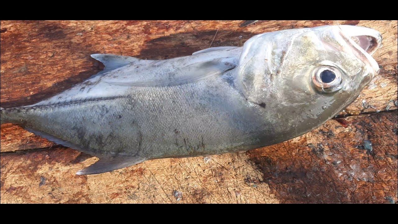 BIGEYE TREVALLY FISH CUTTING - YouTube