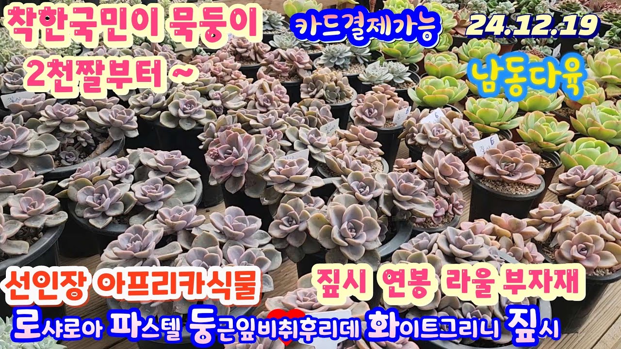 남동다육3 2천짤부터 묵둥이 선인장 부자재 깍지약 등 착하게 데려가세요짚시 연봉 파스텔 강추 Youtube