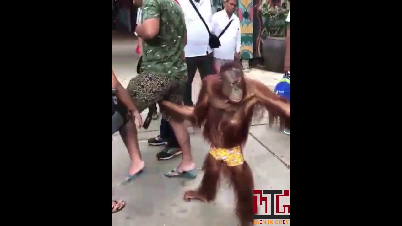 Pranked ! MONKEY ! THE ULTIMATE THUG LIFE - YouTube