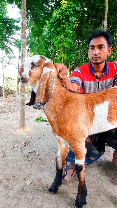 বিটল ছাগল। #farmbanijjo #বিটল #hariyana #farming #goats #shorts - YouTube