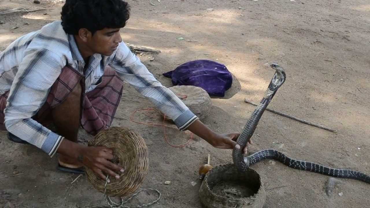 Snake Charmer - YouTube