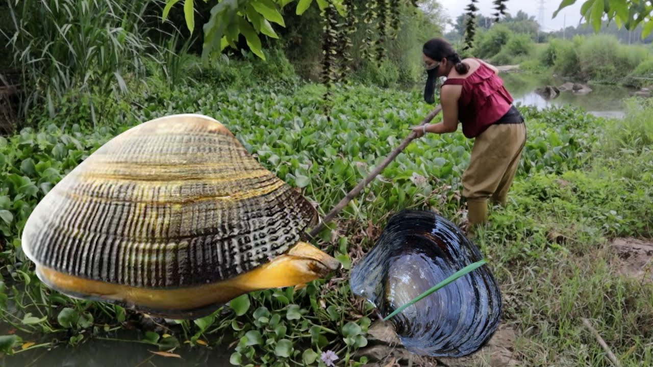 The mutated giant clam under the water grass. The day when wealth was ...
