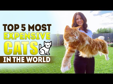 The 5 Most expensive cats in the World😲😱#top5 #expensive #cats # ...