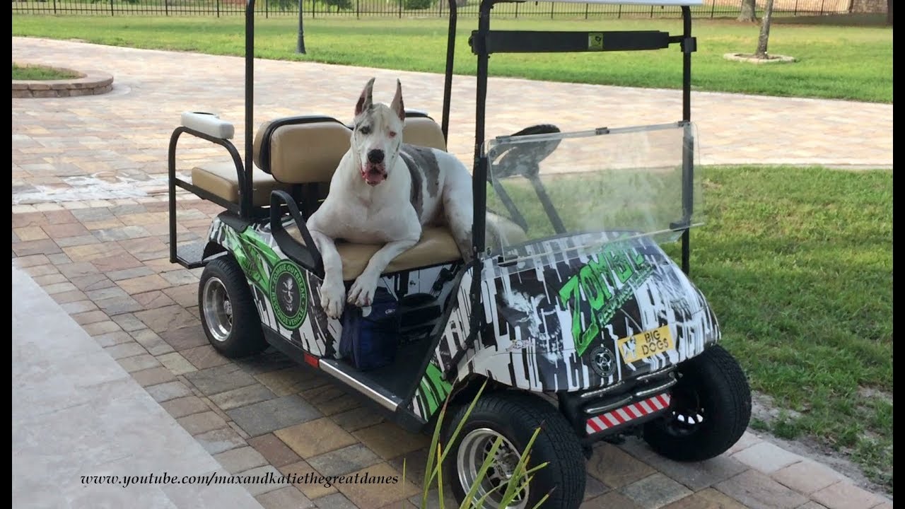 Talkative Great Dane Loves His Golf Cart - YouTube