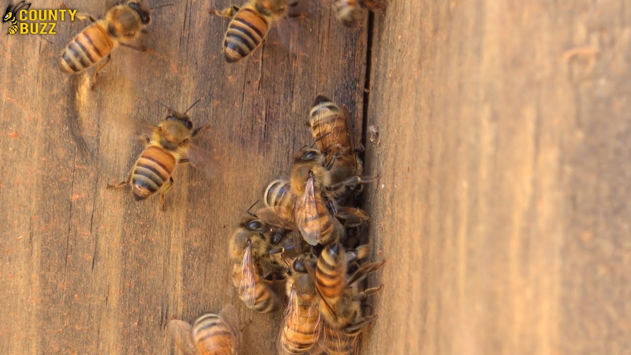 Bees Rescued at Adventure Mountain! - YouTube