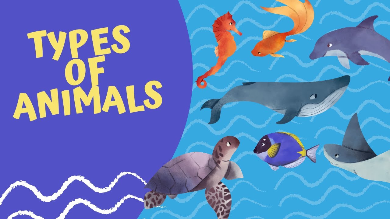 Types animals - YouTube
