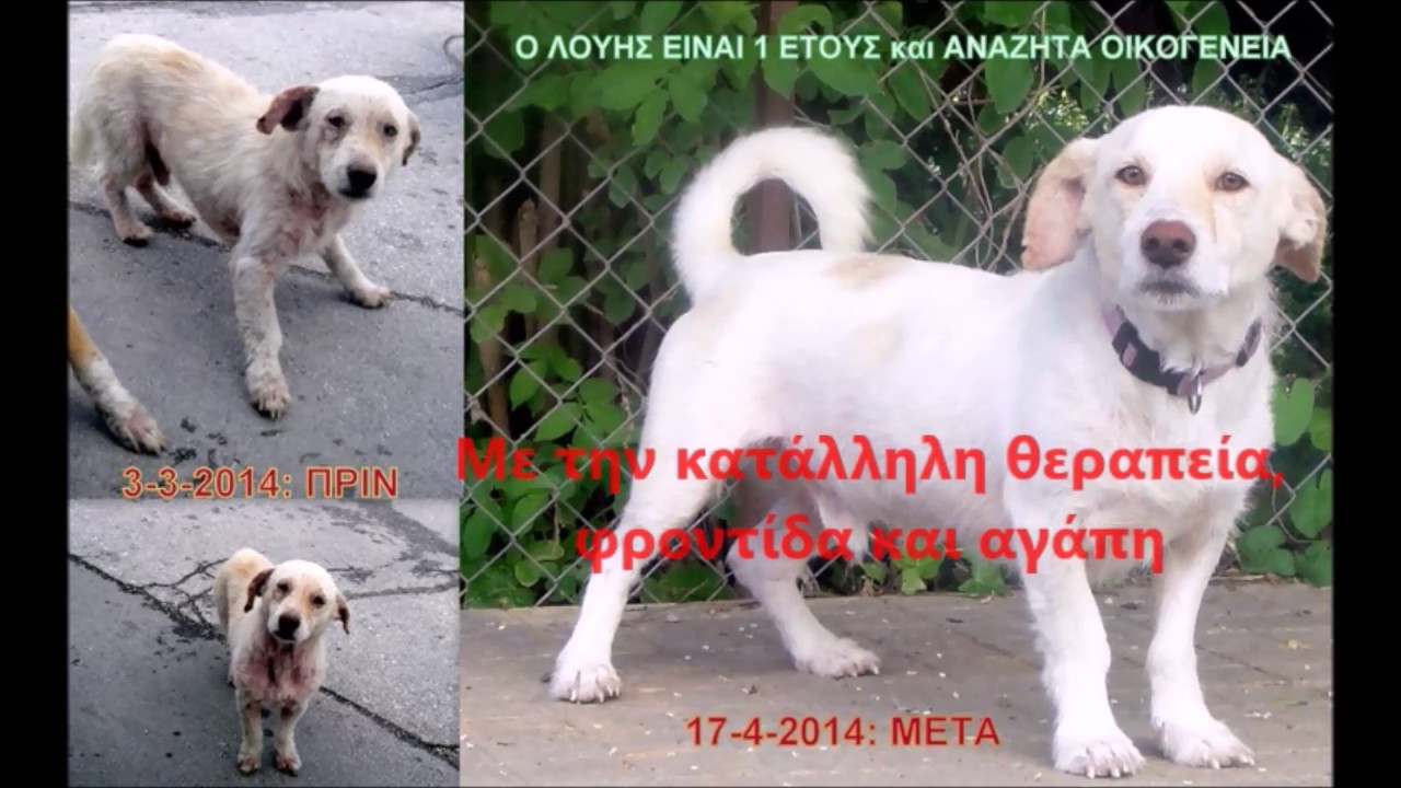 ΖΩΟΦΙΛΟΙ ΕΝ ΔΡΑΣΕΙ- ANIMAL LOVERS IN ACTION - "Η ΔΡΑΣΗ ΜΑΣ" - YouTube