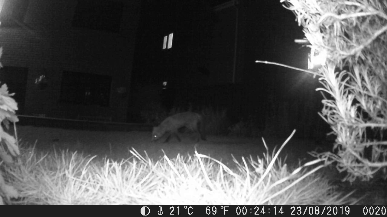 Marcus or Cleo fox 2 - YouTube