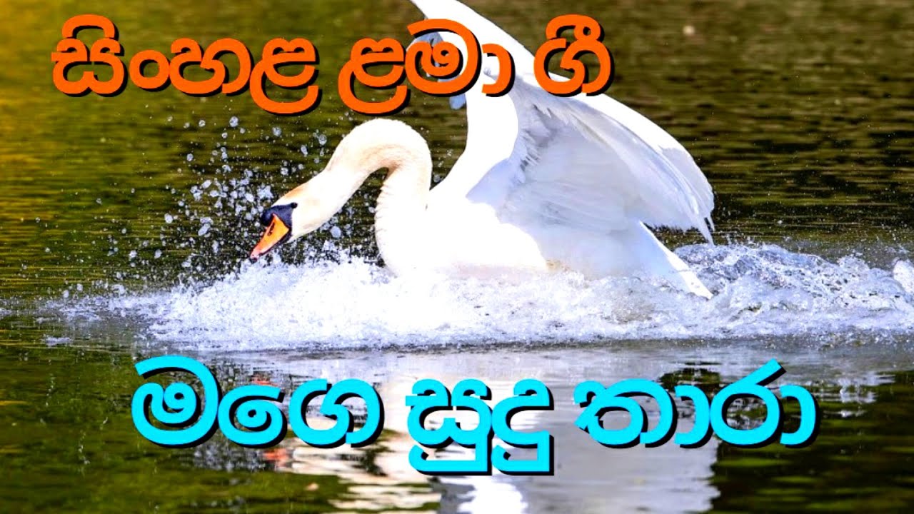 SINHALA LAMA GEETHA, MAGE SUDU THARA - මගෙ සුදු තාරා - YouTube