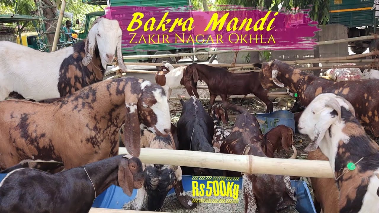 Okhla bakra mandi 2023(zakir nagar) ₹500 kilo bakra🐐.#bakra #viral # ...