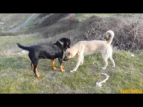 Rottweiler - Sokak köpeği olmuş bir kangalla tanışma faslı kavga yok
