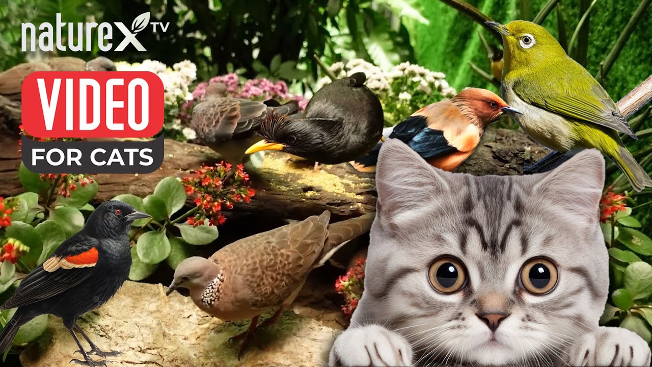 Dancing and flying bird videos for cats to watch no ads 🐥 NatureX TV ...