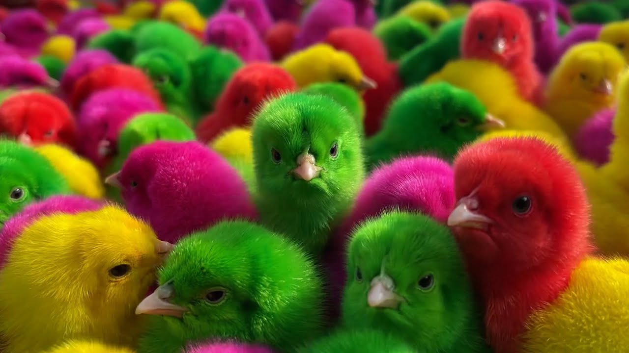 World Cute Chickens, Catch Millions Of Cute Chickens, Cute Toys, Dog ...