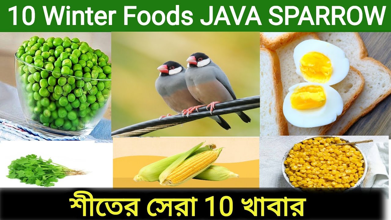 জাভা পাখির শীতের খাবার তালিকা | 10 winter food For JAVA SPARROW Birds ...