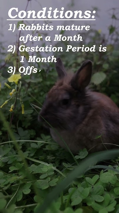 Learn Fibonacci Sequence with Rabbits!!! - YouTube