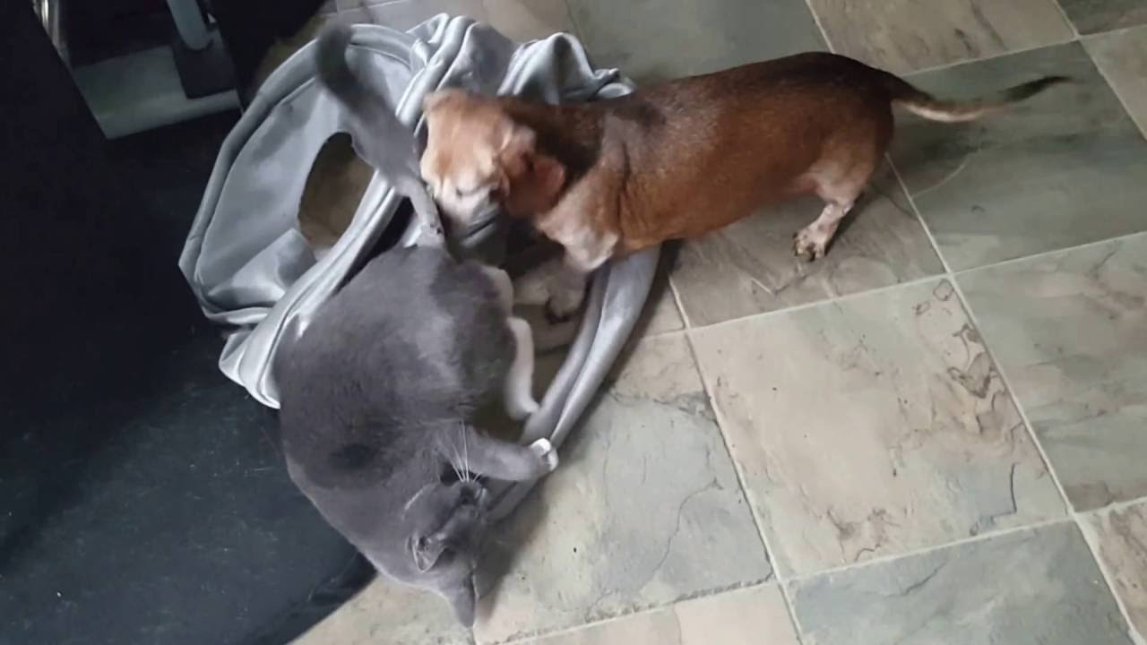 Weiner dog Cat fight - YouTube