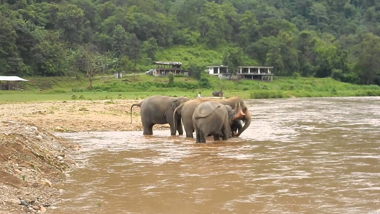 Baby Elephant In Distress at Tammy Pough blog